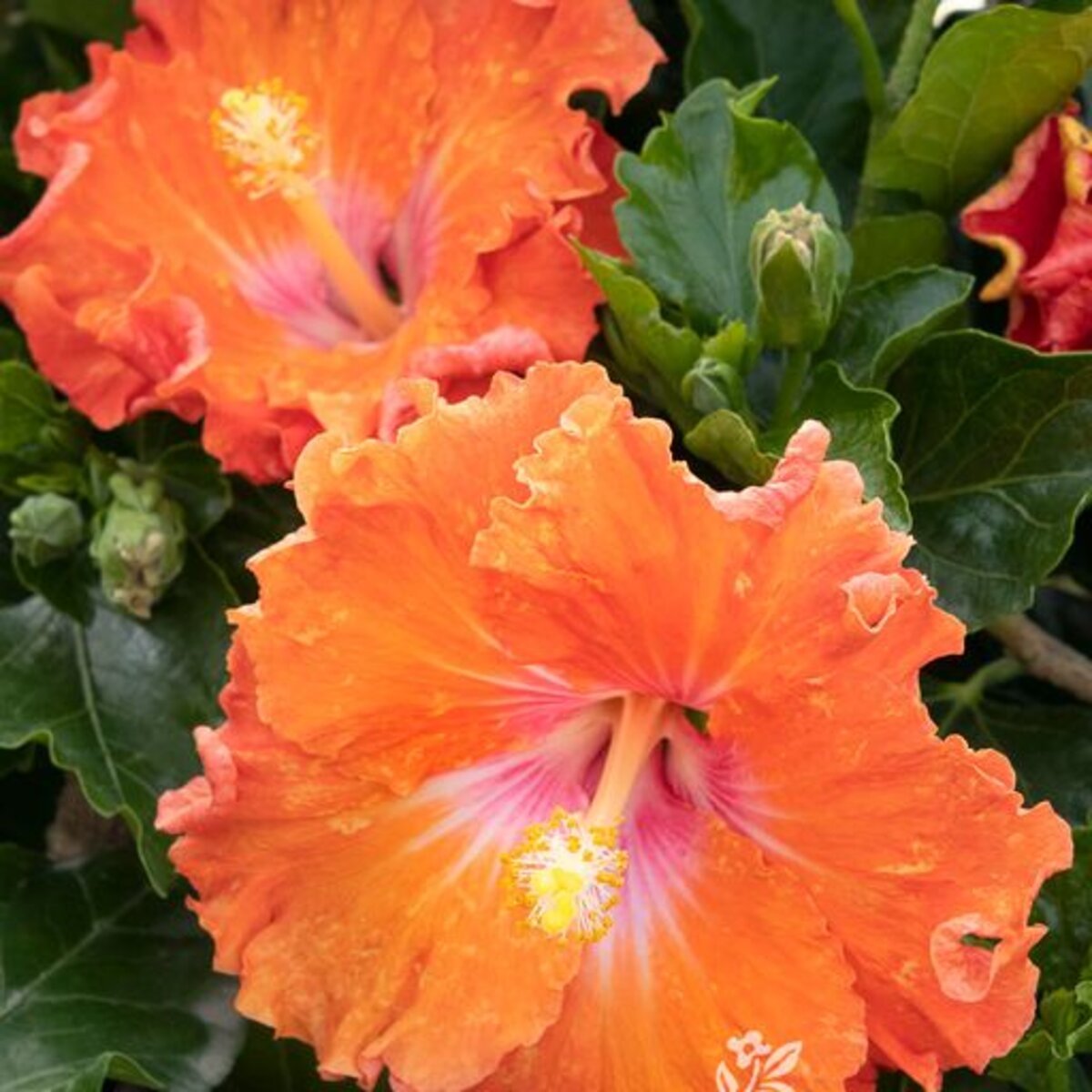 Hibiscus Rosa-sinensis Fiesta Tropical Hibiscus | SiteOne US