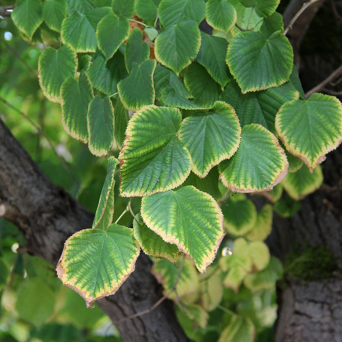 Hydrangea Anomala Subsp. Petiolaris Miranda Climbing Hydrangea | SiteOne US
