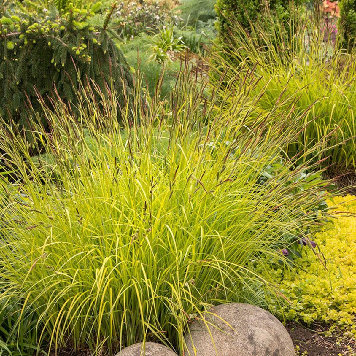 Carex Elata Bowles Golden Variegated Sedge | SiteOne US