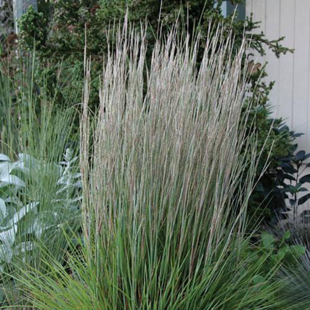 Schizachyrium Scoparium Prairie Munchkin Little Bluestem Grass | SiteOne US