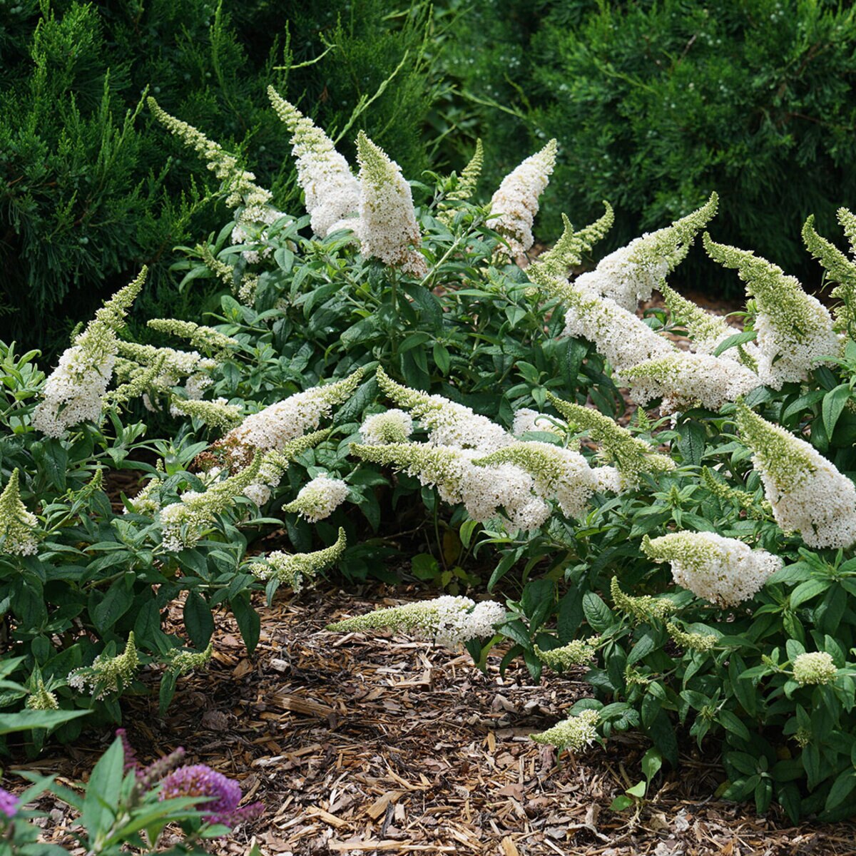 Buddleia X Color Choice Pugster White Butterfly Bush | SiteOne US