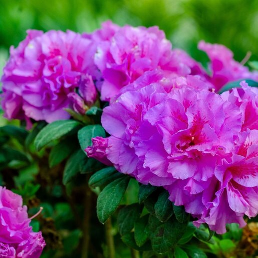 Rhododendron X Autumn Majesty Encore Azalea | SiteOne US