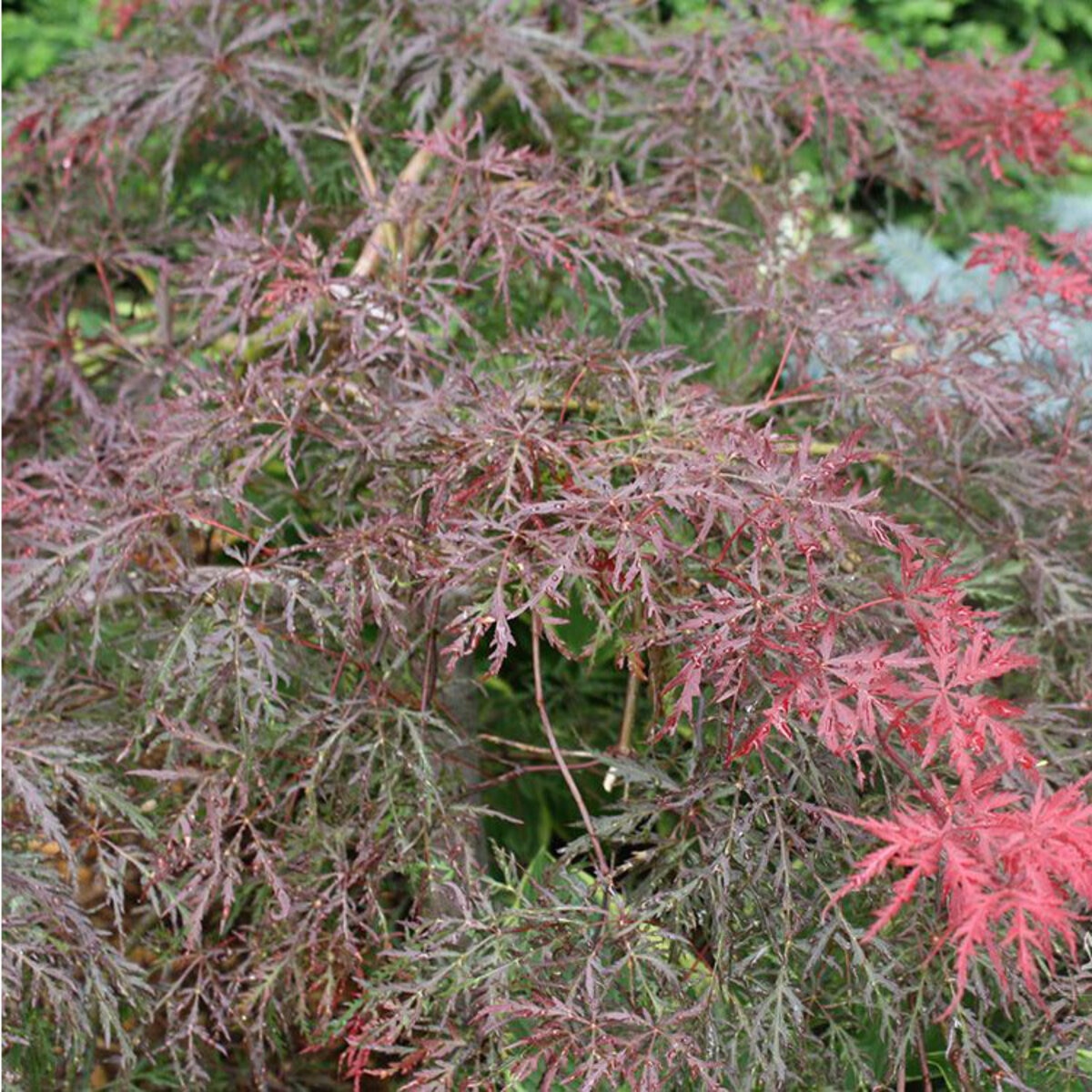 Acer Palmatum var. Dissectum Velvet Viking Cutleaf Japanese Maple | SiteOne