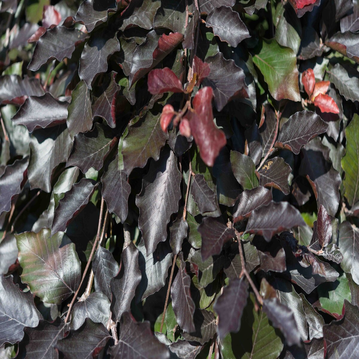 Fagus Sylvatica Rohanii European Beech | SiteOne US