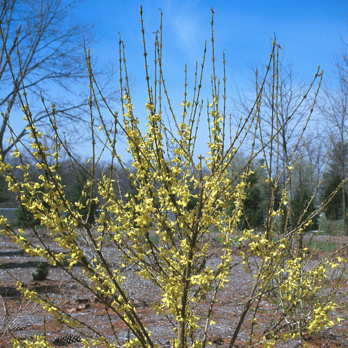 Forsythia X Intermedia Courtalyn Week End Dwarf Forsyth | SiteOne