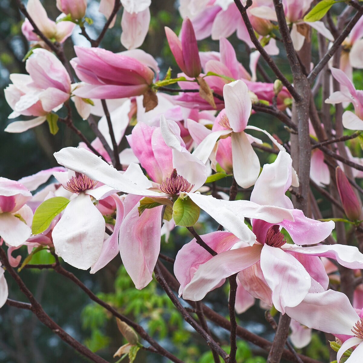 Magnolia X Daybreak Magnolia | SiteOne