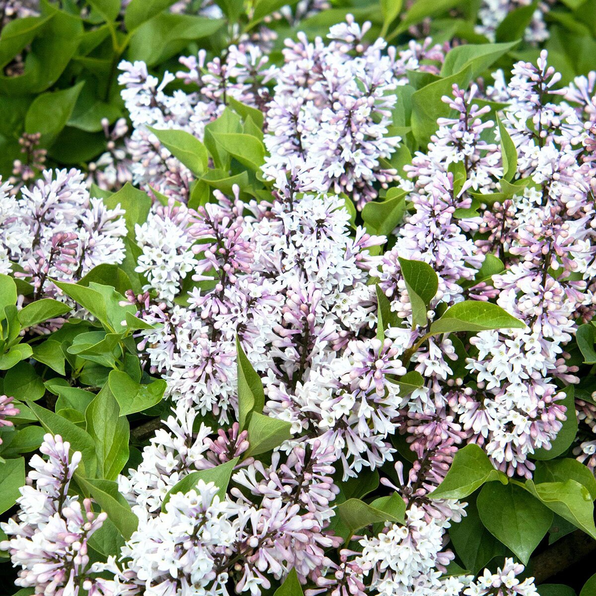 Syringa X Little Darling Lilac | SiteOne US