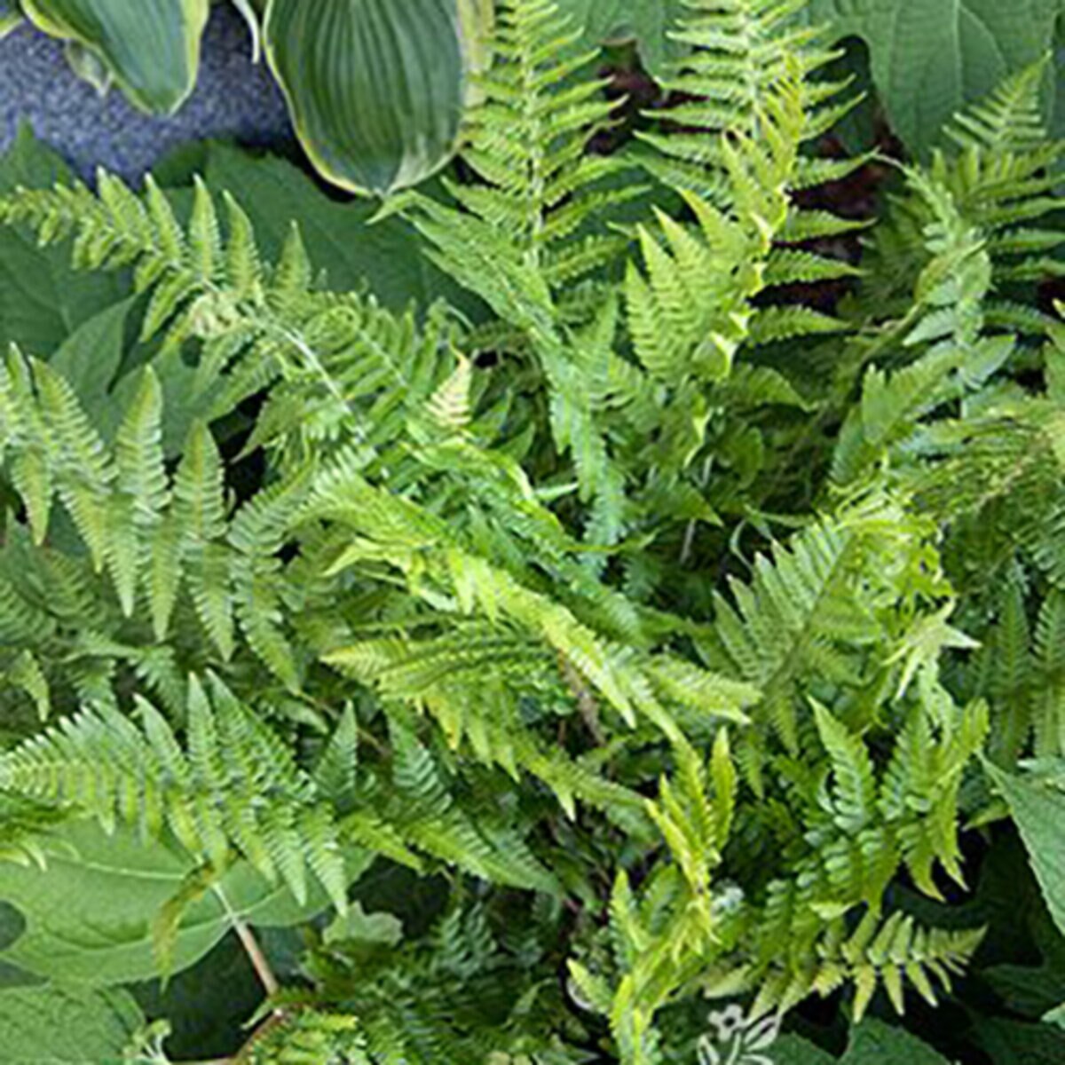 Dryopteris x complexa Robust Male Fern | SiteOne US