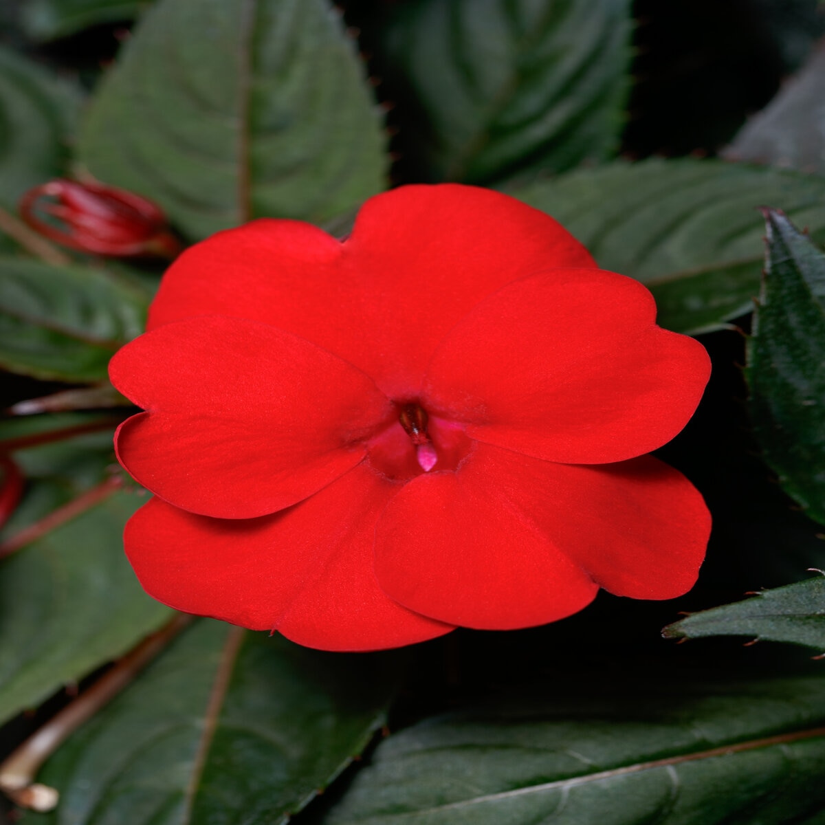 Impatiens X Hybrida SunPatiens Compact Deep Red New Guinea Impatiens ...