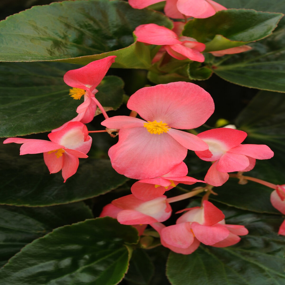 Begonia X Benariensis Whopper Rose Green Leaf Begonia | SiteOne US