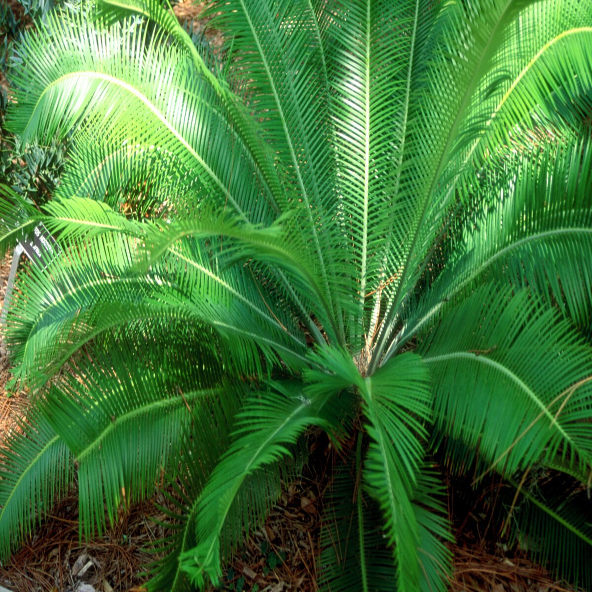 Dioon Edule Chestnut Dioon Palm | SiteOne US