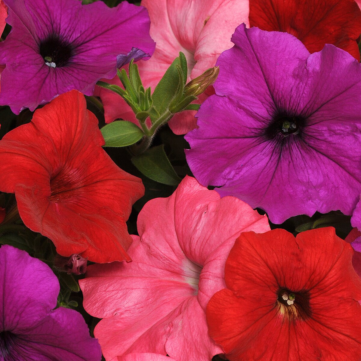 Petunia X Hyrbida Easy Wave South Beach Mixture Spreading Petunia ...