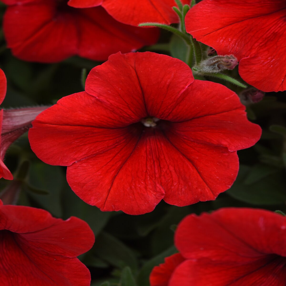 Petunia X Hybrida Easy Wave Red Spreading Petunia | SiteOne