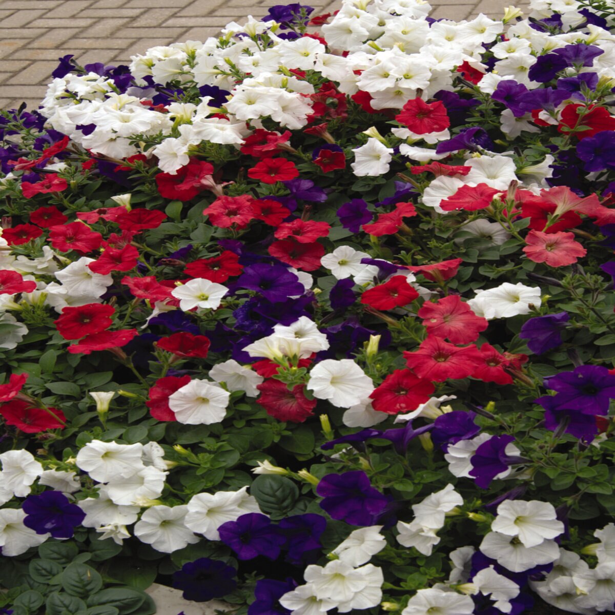 Petunia X Hybrida Easy Wave The Flag Mixture Spreading Petunia | SiteOne US