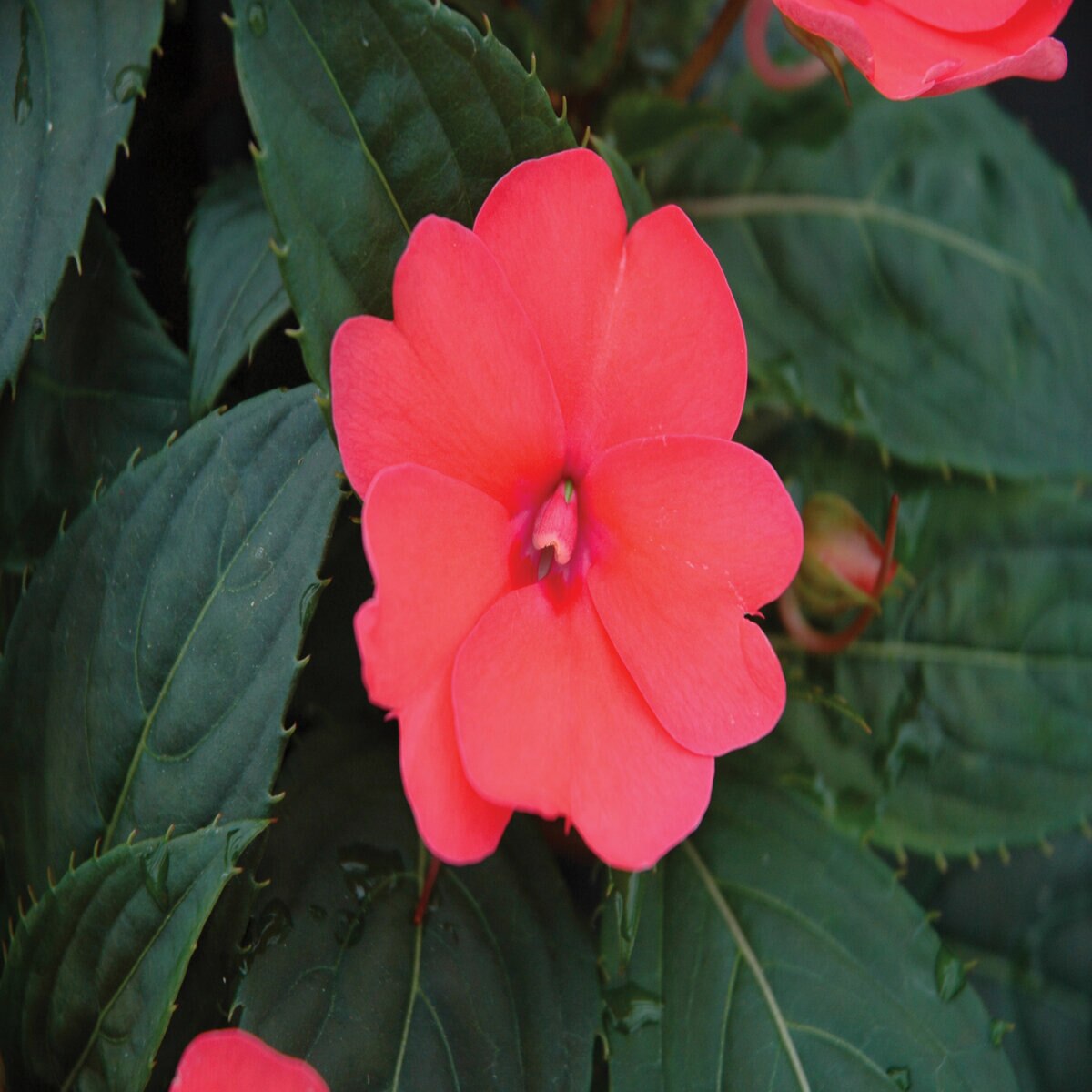 Impatiens X Hybrida SunPatiens Compact Deep Rose New Guinea Impatiens ...