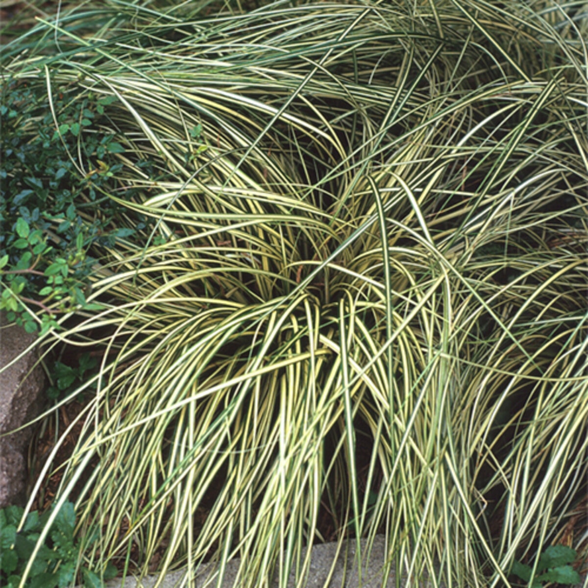 Carex Morrowii Aurea-Variegata Variegated Japanese Sedge | SiteOne US