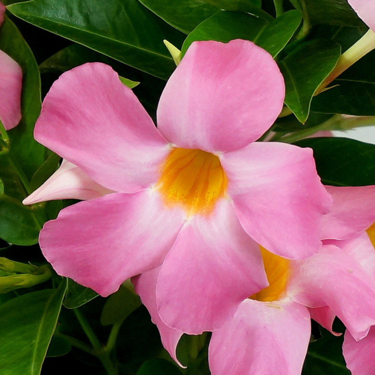 Mandevilla X Tropical Breeze Blushing Pink Mandevilla | SiteOne US