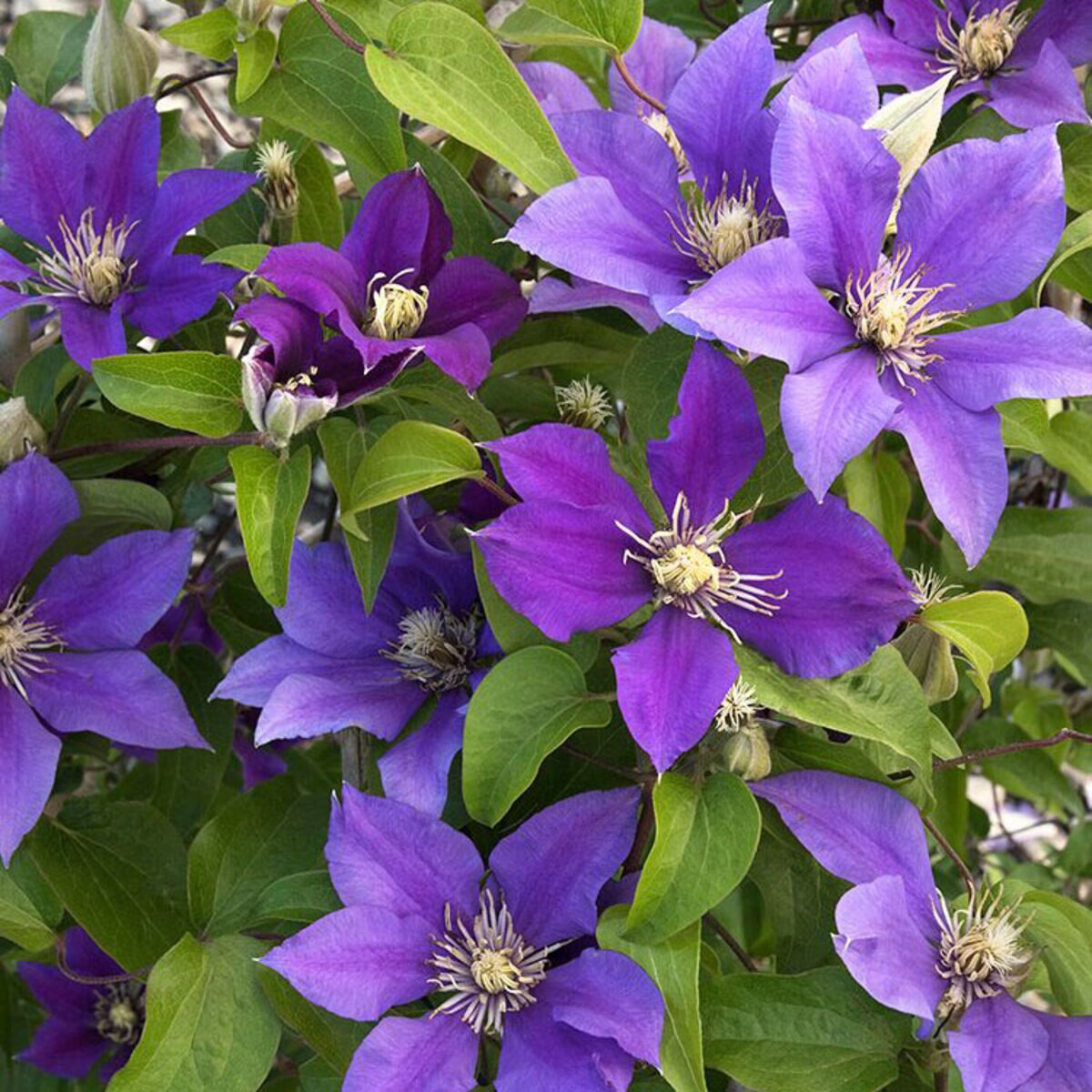 Clematis X Boulevard Olympia Clematis | SiteOne US