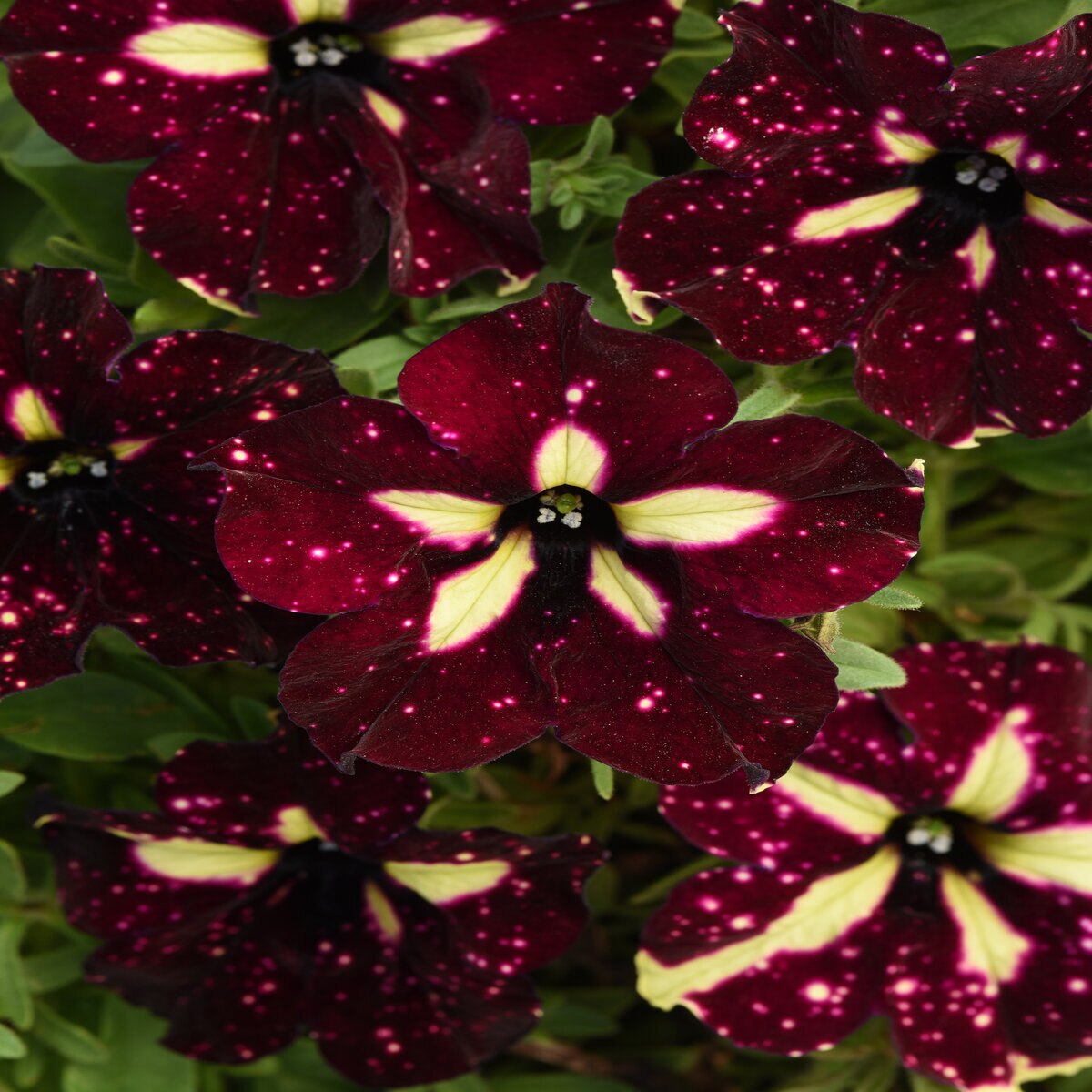 Petunia X Hybrida Headliner Starry Sky Burgundy Petunia | SiteOne