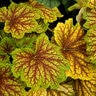 Heuchera X Red Lightning Coral Bells | SiteOne US