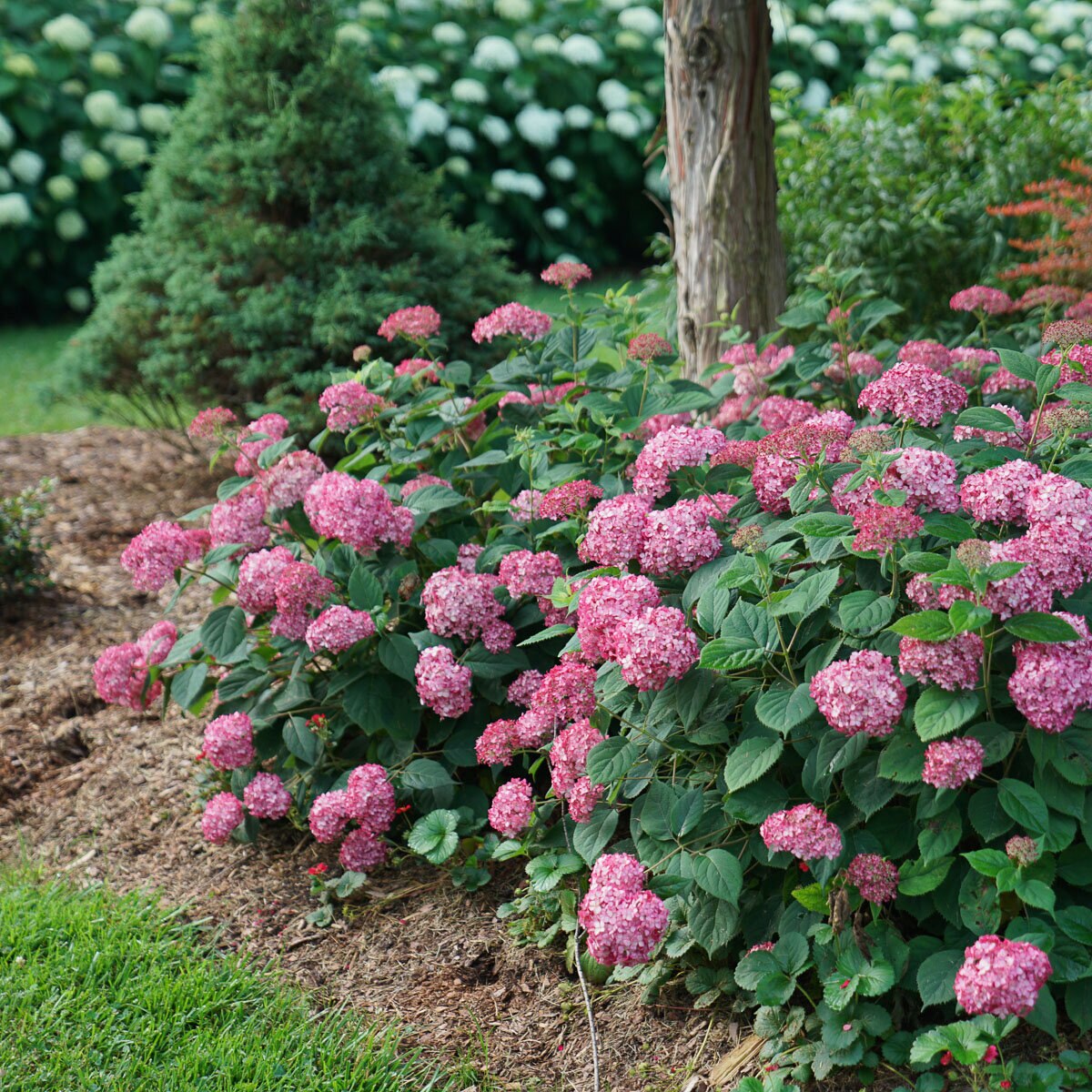 Hydrangea Arborescens Invincibelle Ruby Smooth Hydrangea | SiteOne US