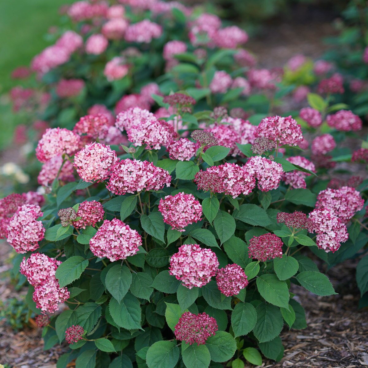 Hydrangea Arborescens Invincibelle Ruby Smooth Hydrangea | SiteOne US