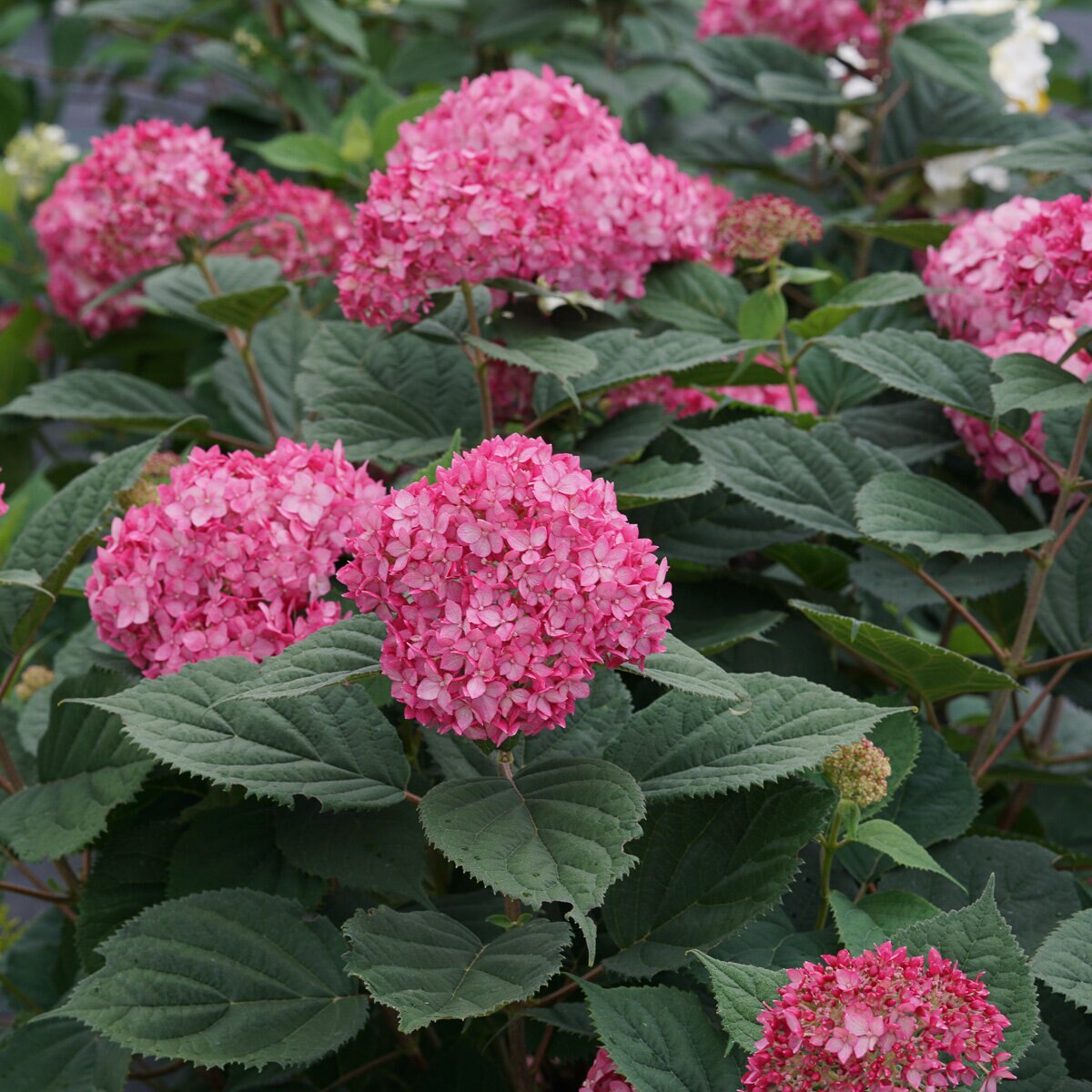 Hydrangea Arborescens Invincibelle Ruby Smooth Hydrangea | SiteOne US