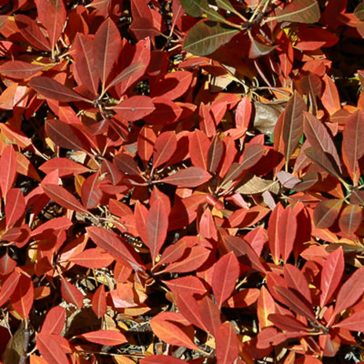 Prunus besseyi Pawnee Buttes Sand Cherry | SiteOne US