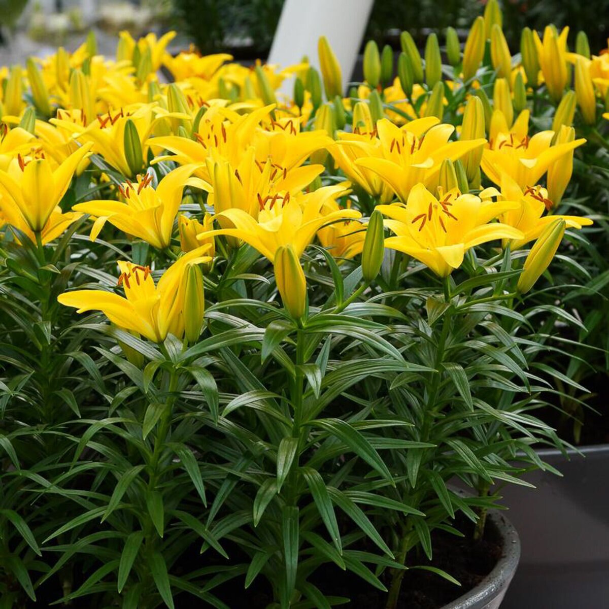 Lilium X Lily Looks Tiny Bee Asiatic Lily | SiteOne