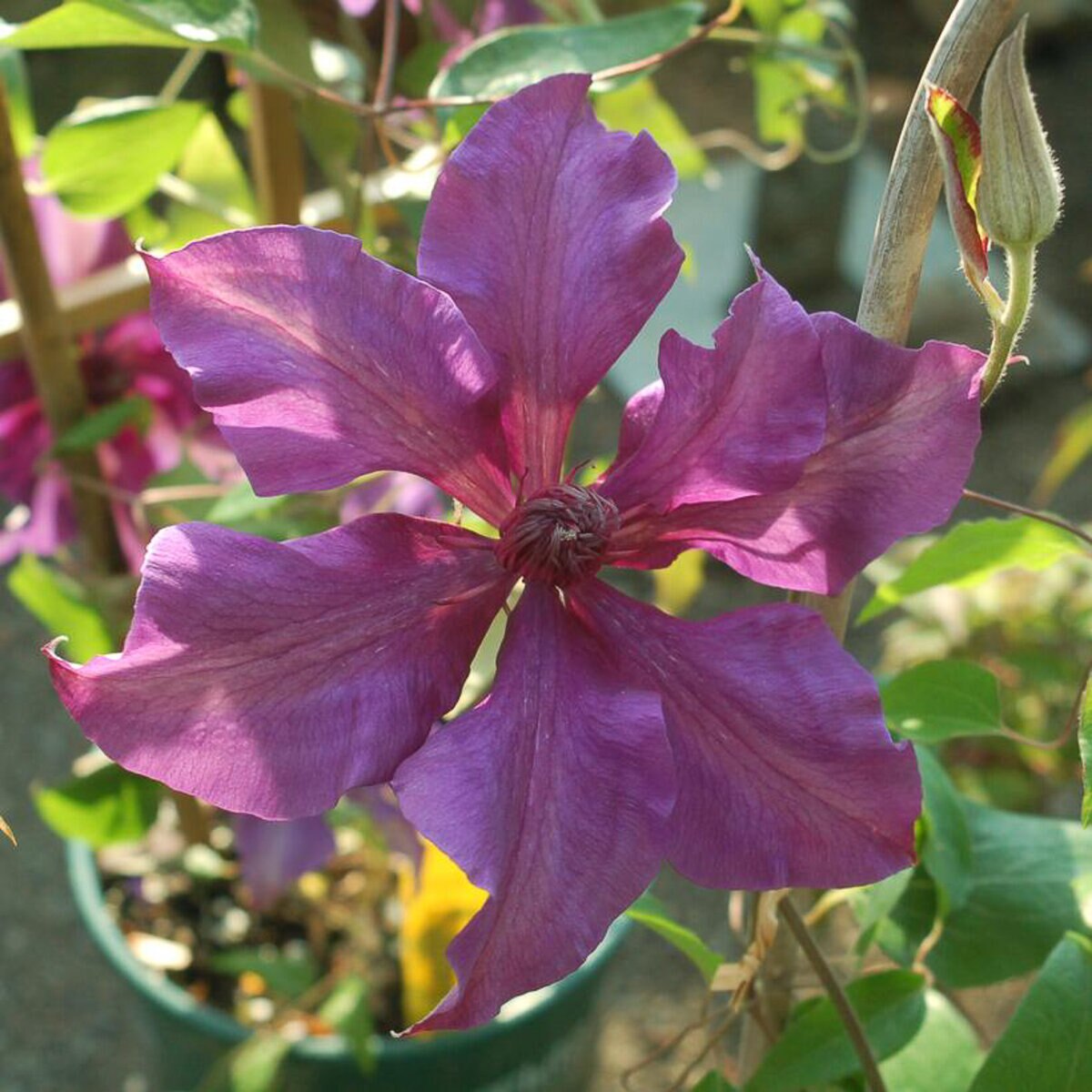 Clematis Boulevard Fleuri Clematis | SiteOne US