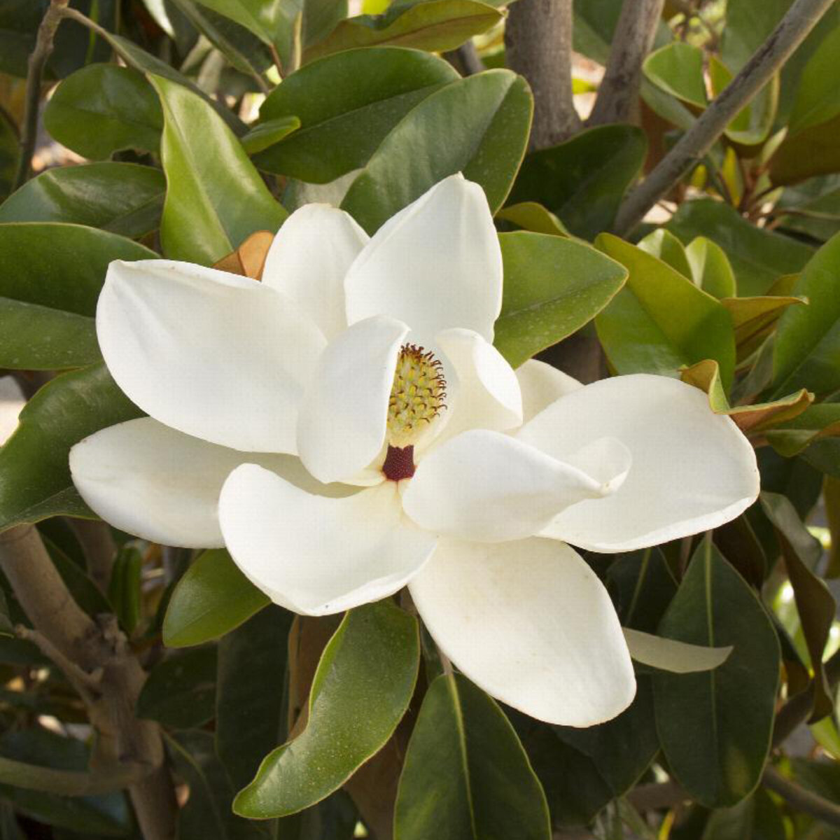 Magnolia Grandiflora Glen St. Mary Southern Magnolia | SiteOne US