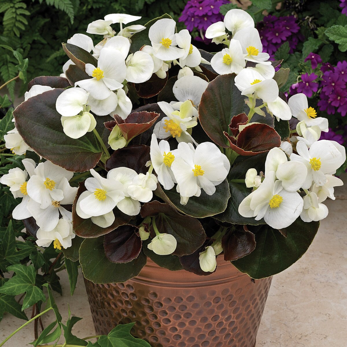 Begonia Semperflorens Bada Boom White Bronze Leaf Wax B | SiteOne