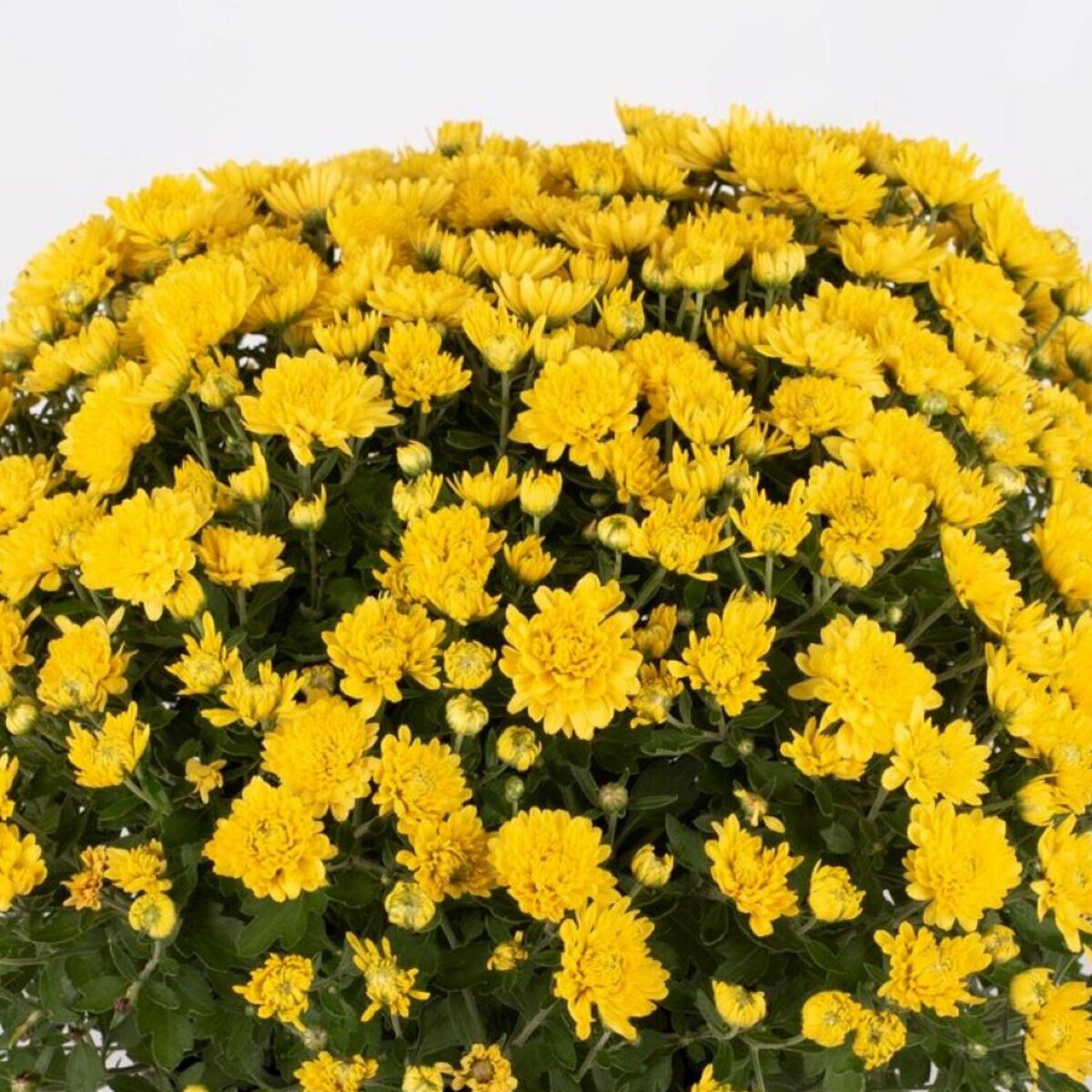 Chrysanthemum Morifolium Tanya Yellow Garden Mum | SiteOne US
