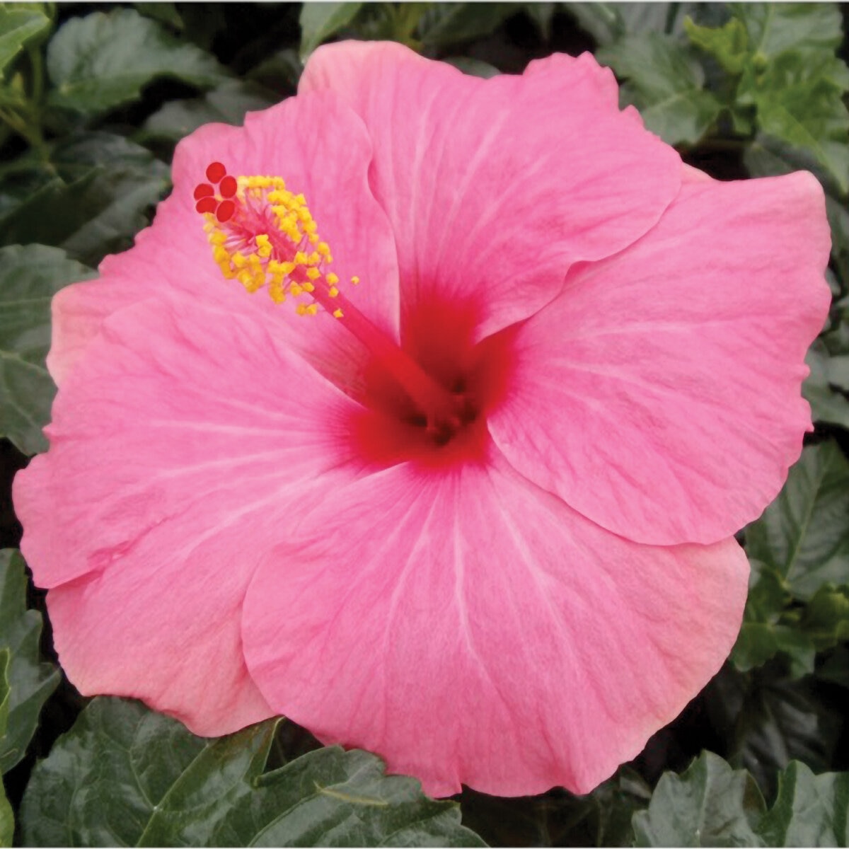 Hibiscus Rosa-Sinensis Tradewinds Cayman Wind Tropical Hibiscus ...