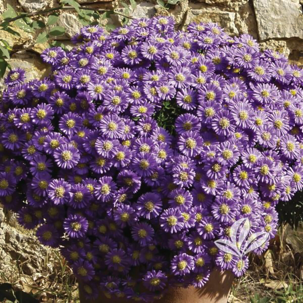 Aster Dumosus Kickin Sapphire Aster | SiteOne US