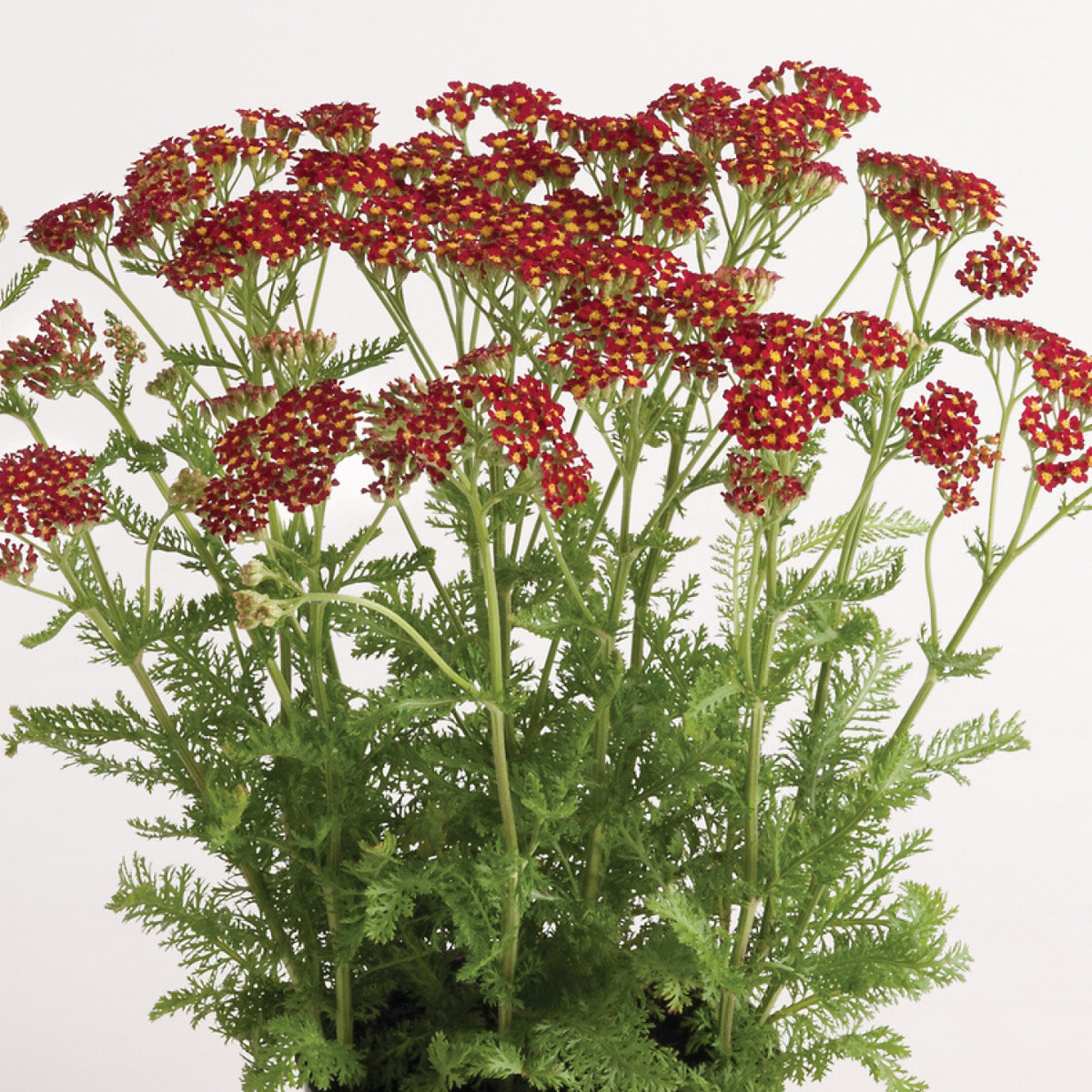 Achillea Millefolium Milly Rock Red Yarrow | SiteOne US