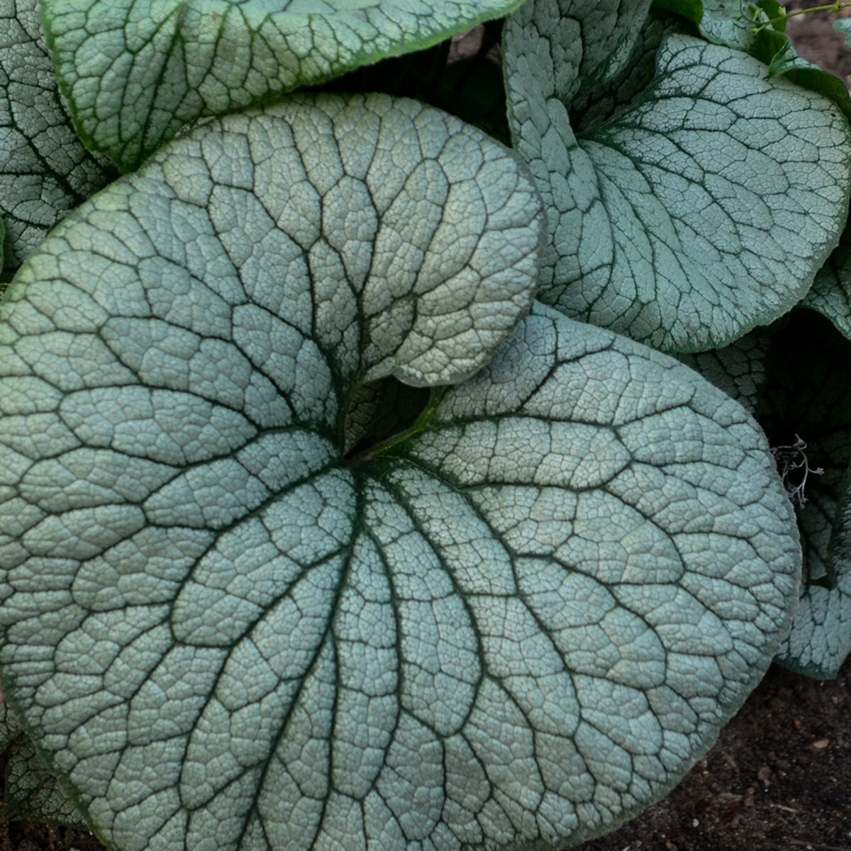 Brunnera Marcophylla Sterling Silver Siberian Bugloss | SiteOne