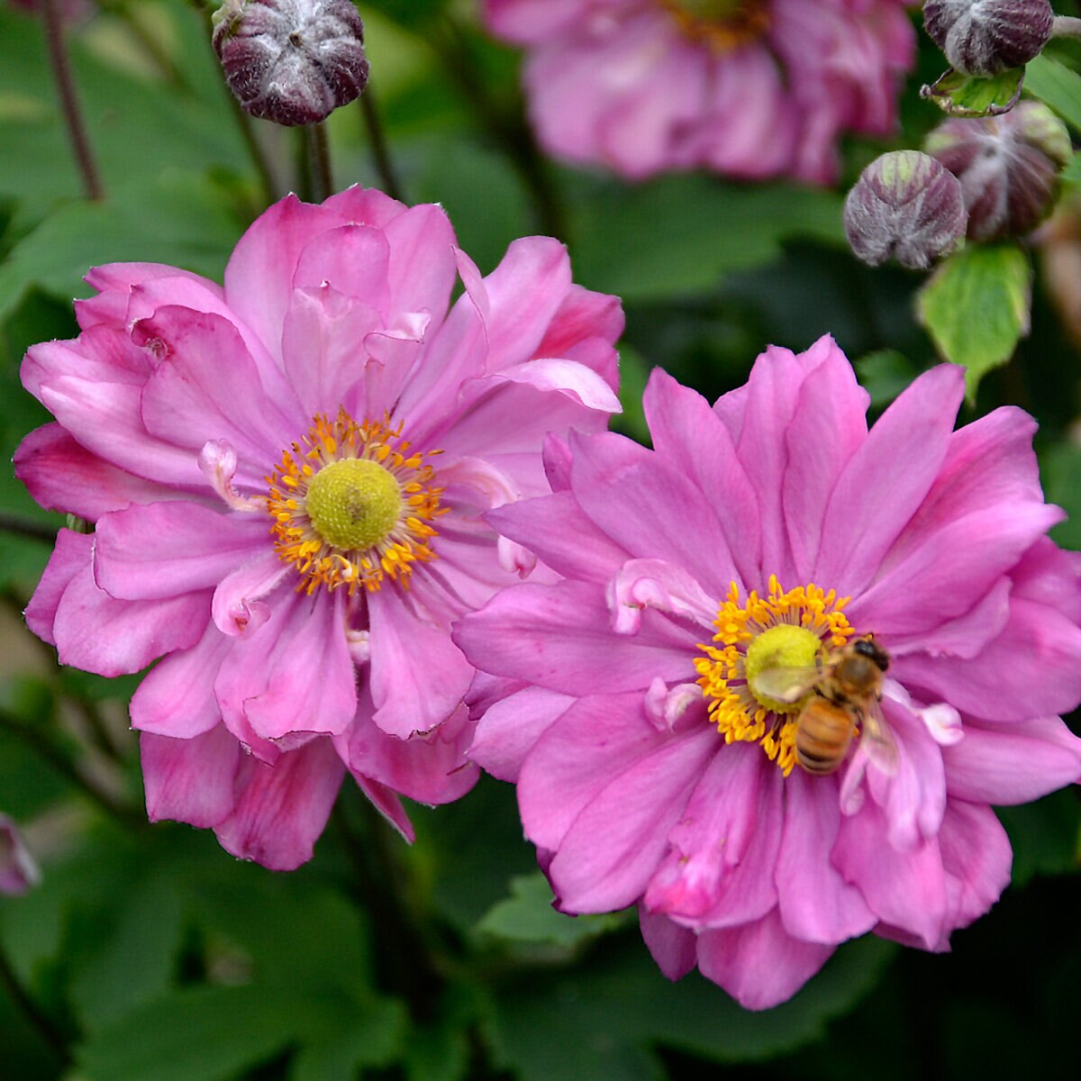 Anemone x Fall in Love Sweetly Proven Winners Japanese Anemone | SiteOne US