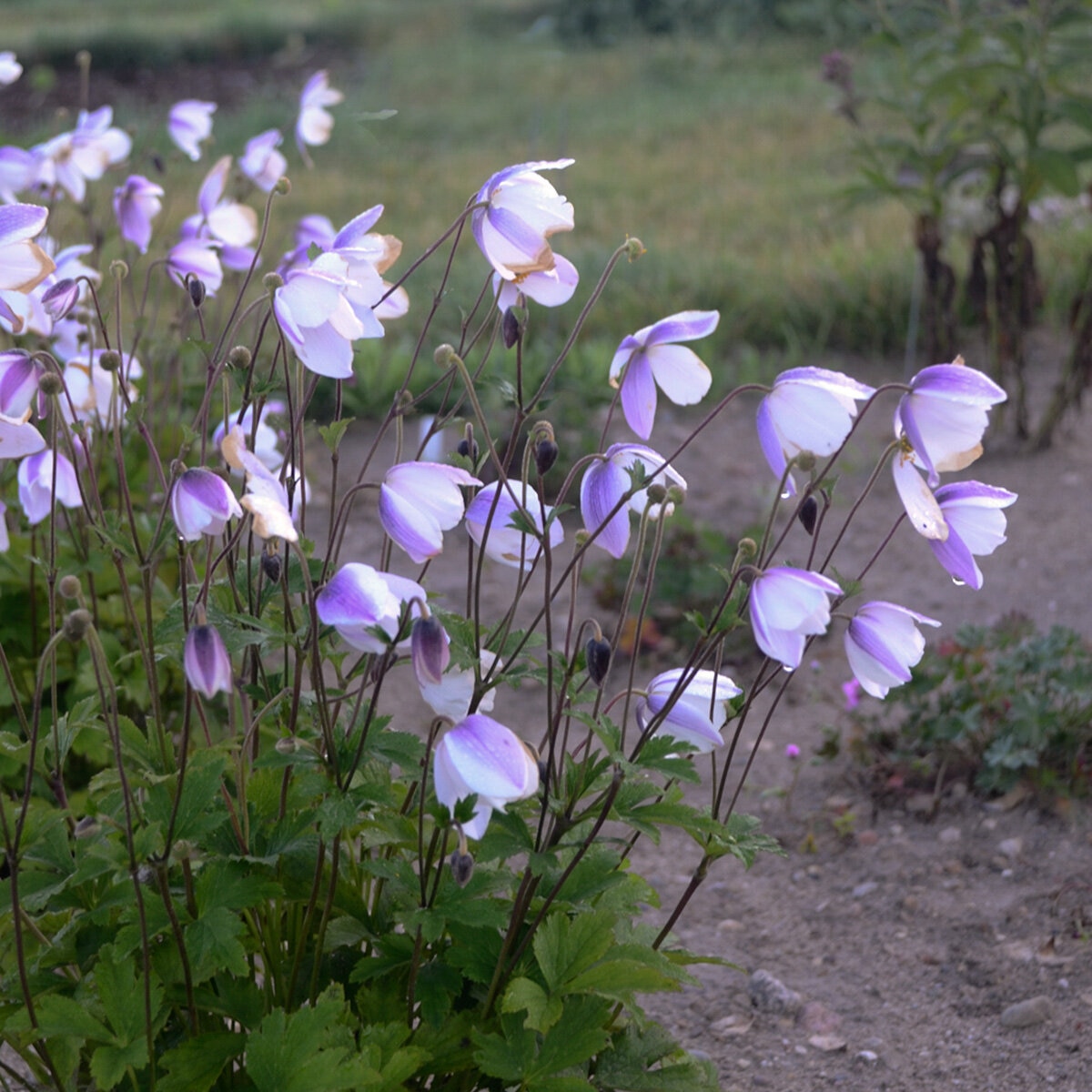 Anemone X Hybrida Swan Wild Swan Japanese Anemone | SiteOne US