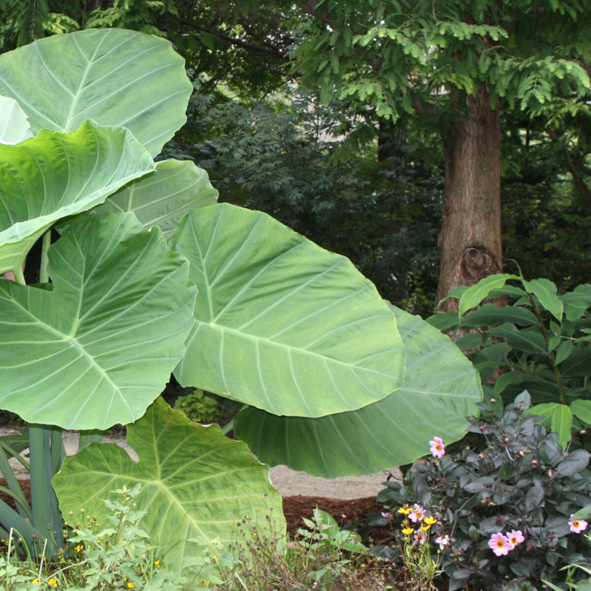 Colocasia Gigantea Thailand Giant Strain Elephant Ear | SiteOne