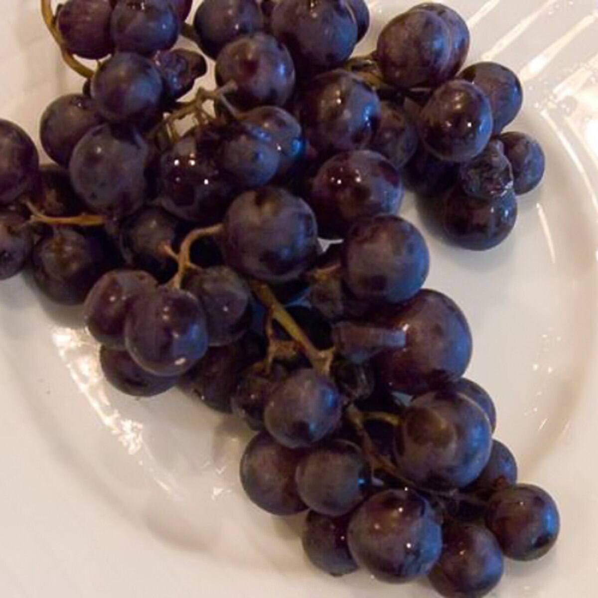 Vitis Labrusca Concord Seedless Grape | SiteOne