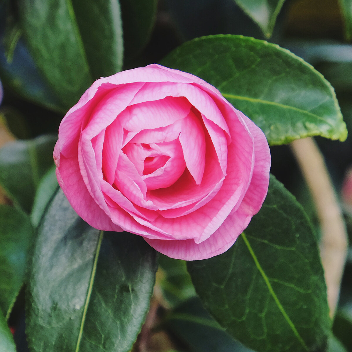 Camellia X Williamsii Donation Camellia | SiteOne US