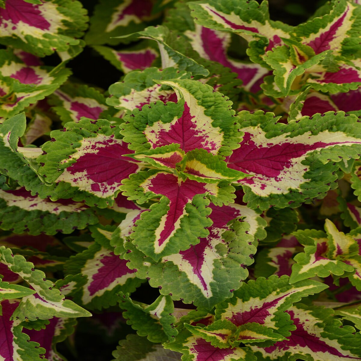 Solenostemon Scutellarioides Wizard Rose Coleus | SiteOne