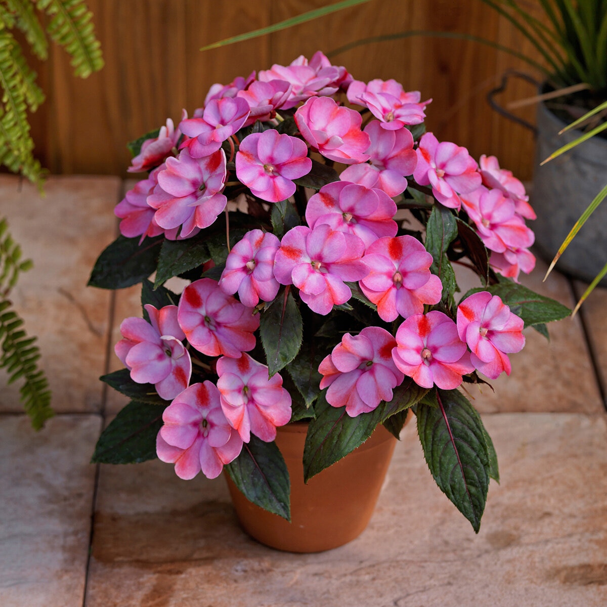 Impatiens X Hybrida SunPatiens Compact Pink Candy New Guinea Impatiens ...