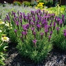 Lavandula Stoechas Primavera Spanish Lavender | SiteOne US
