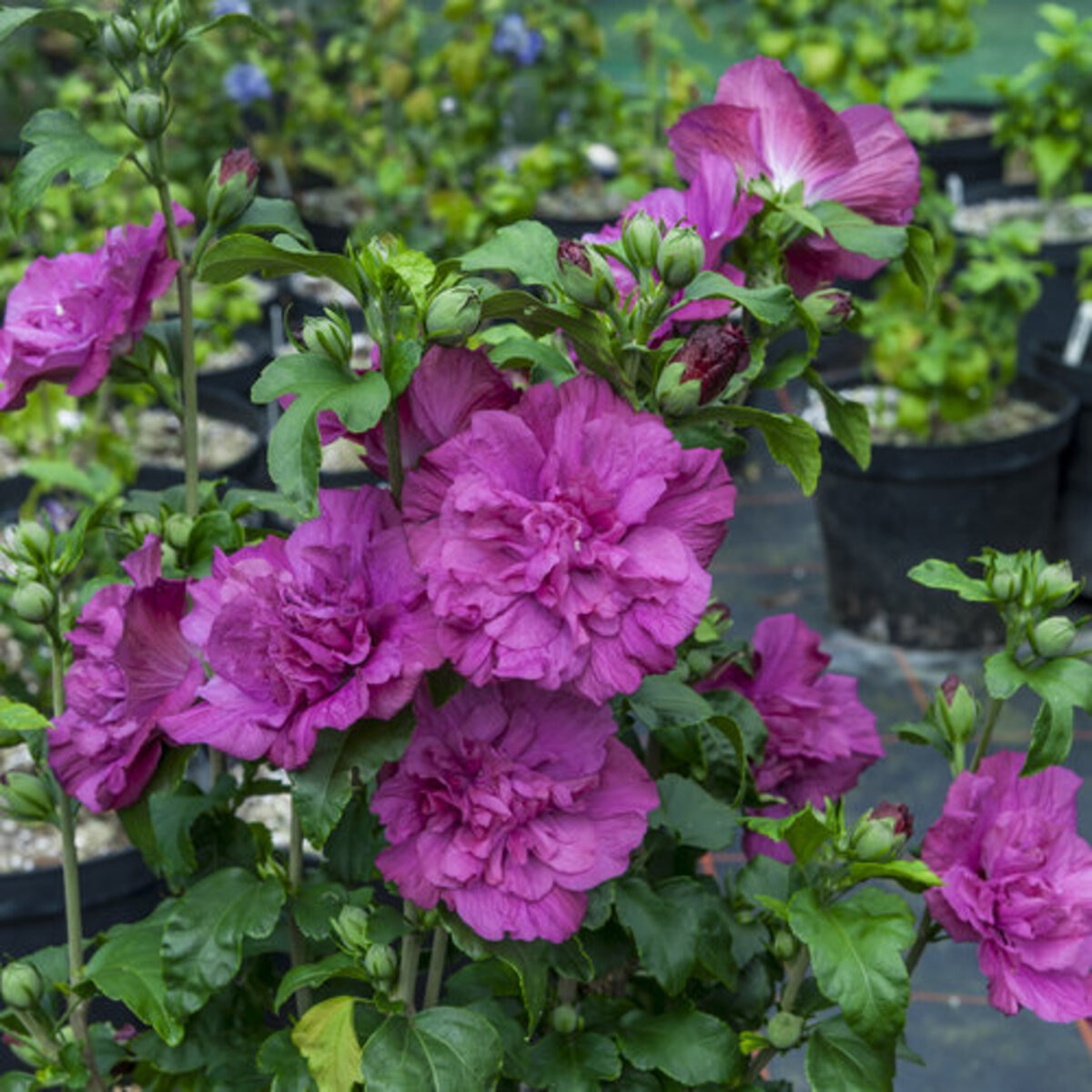 Hibiscus Syriacus Magenta Chiffon Rose of Sharon | SiteOne