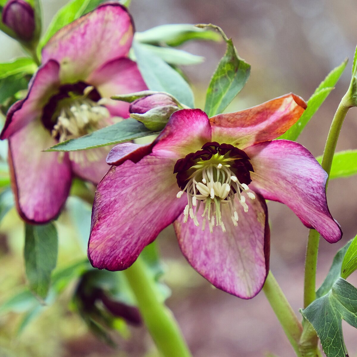 Helleborus X Glandorfensis HCG Ice N' Roses Dark Picotee Lenten Rose ...