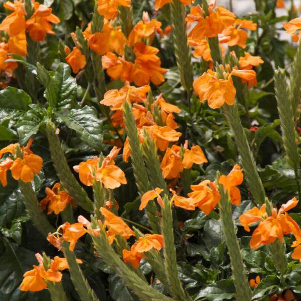 Crossandra Infundibuliformis Orange Marmalade Firecracker Flower ...