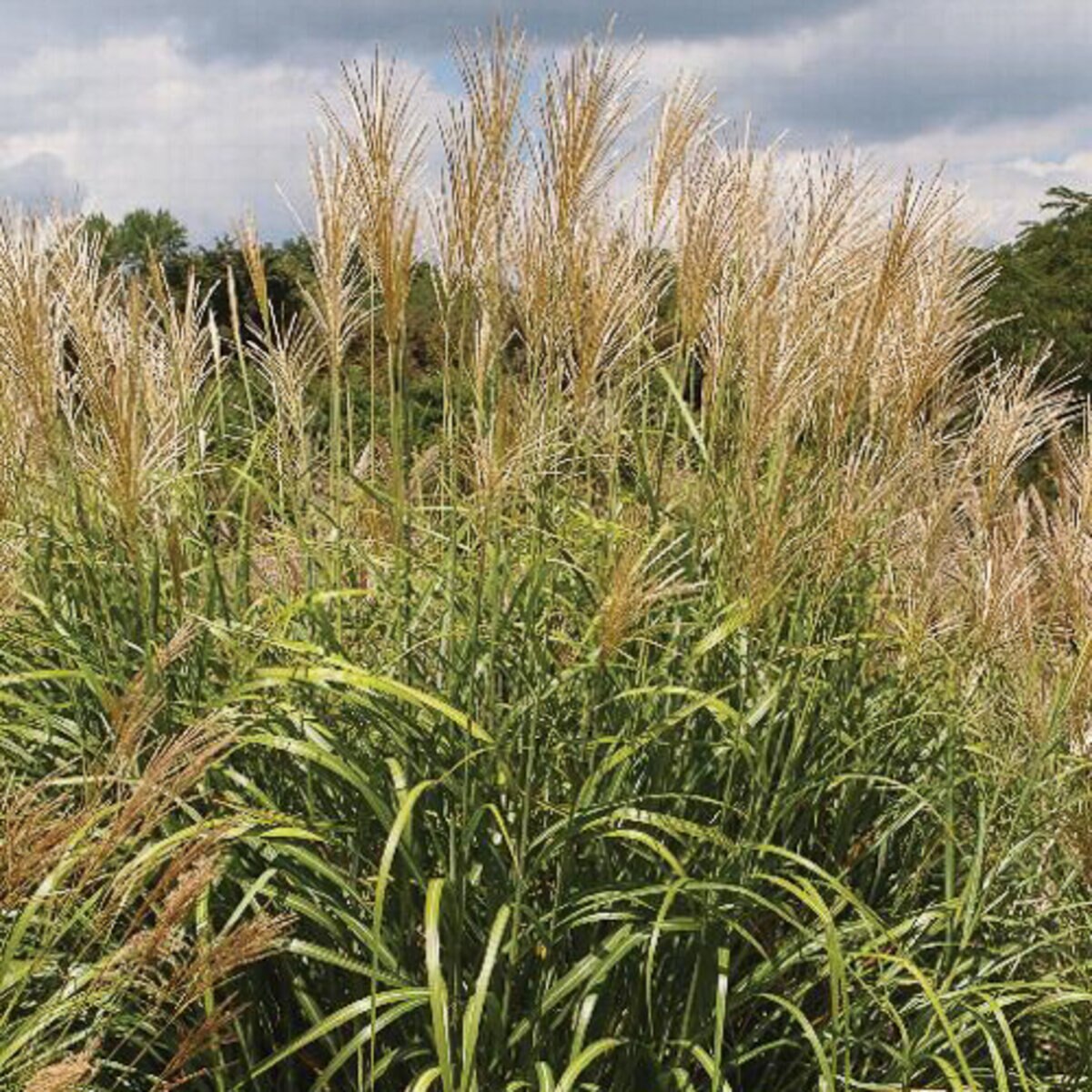 Miscanthus sinensis My Fair Maiden Maidengrass | SiteOne US