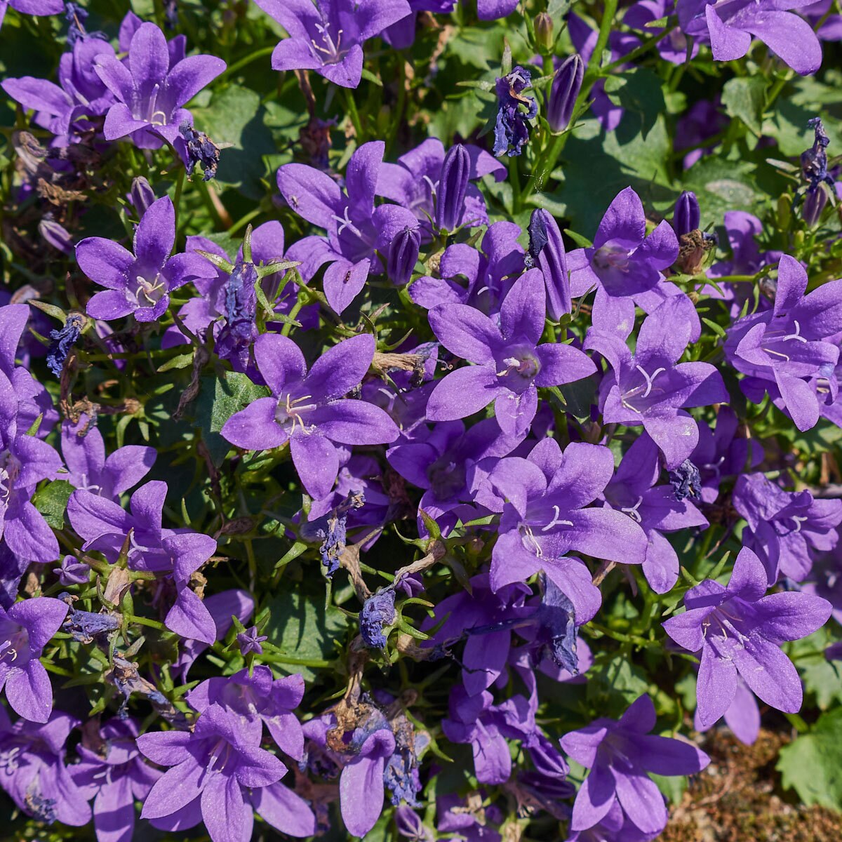 Campanula Portenschlagiana Dalmation Bellflower | SiteOne US